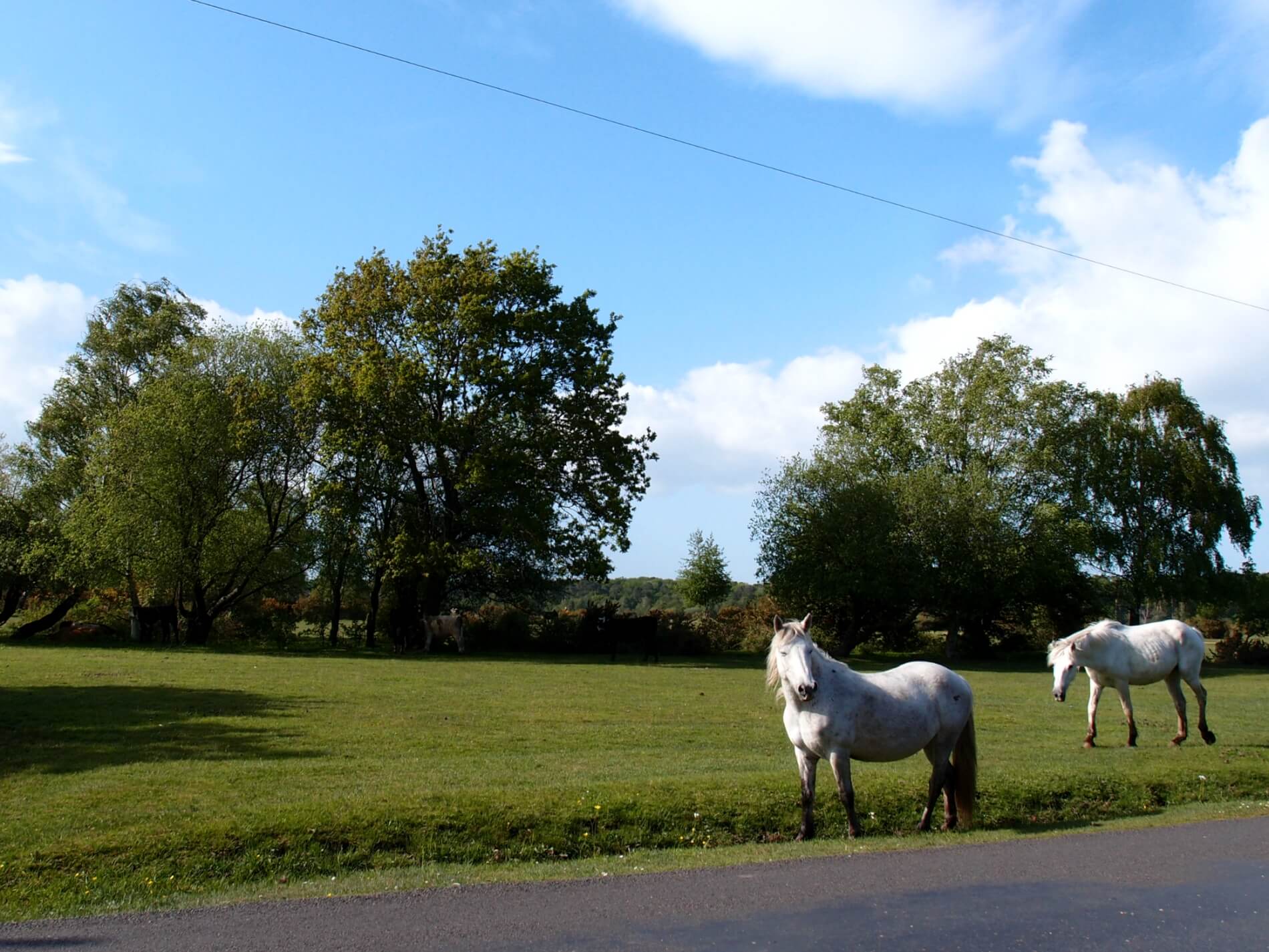 The New Forest - Nature on Your Doorstep – More Than Greens